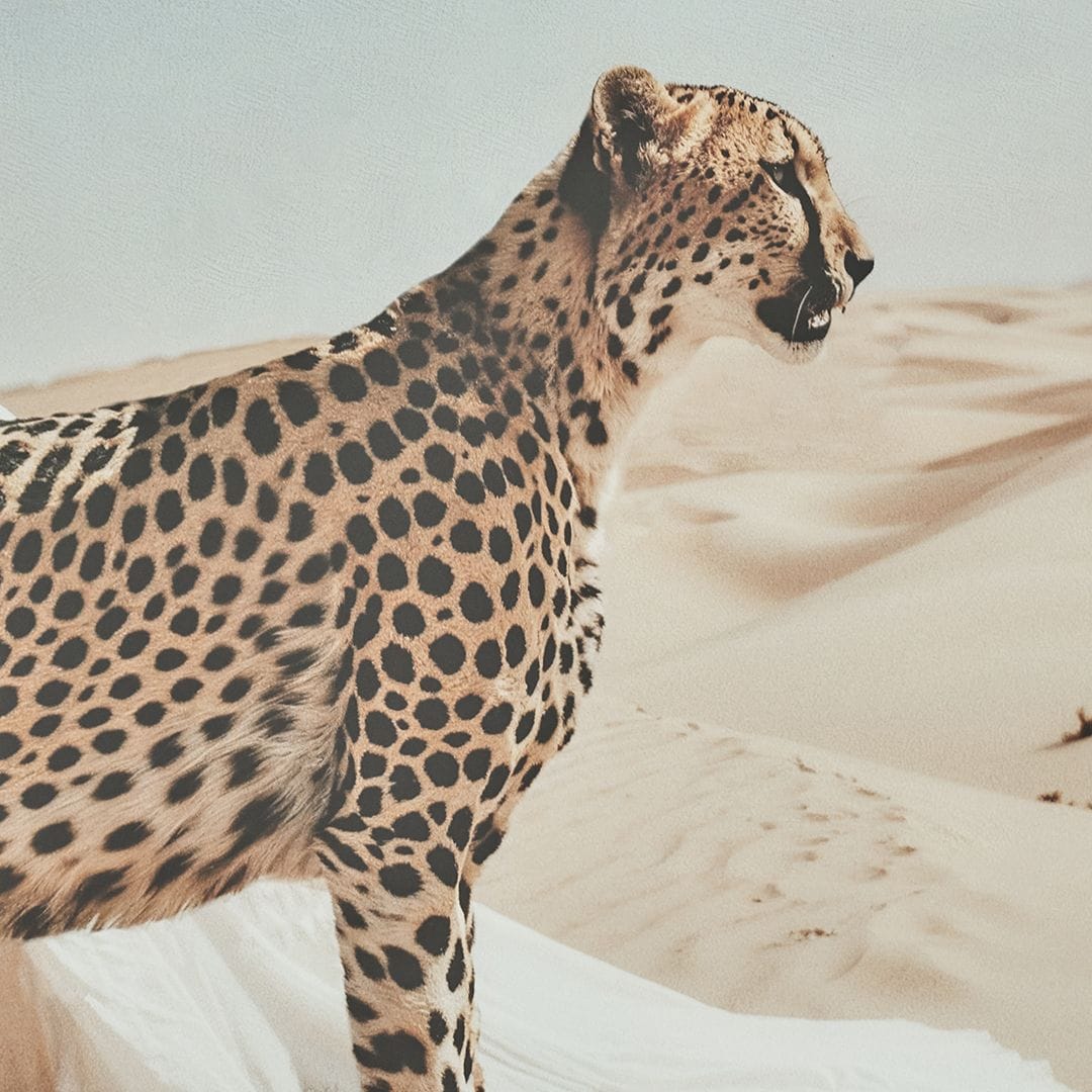Buy Online African Cheetah II Photo On Plexiglass,MULTICOLOR, | Marina ...